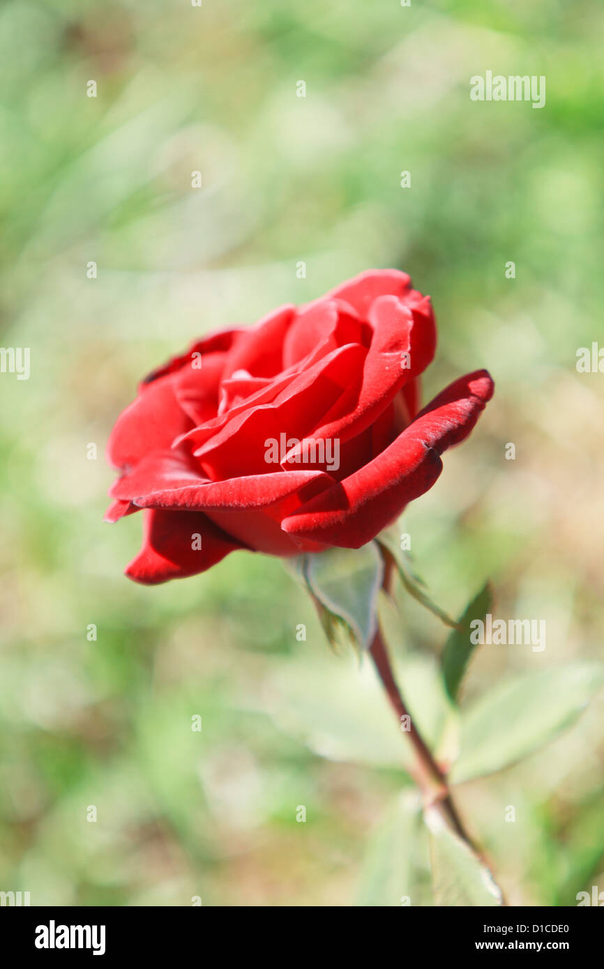 One rose hi-res stock photography and images - Alamy