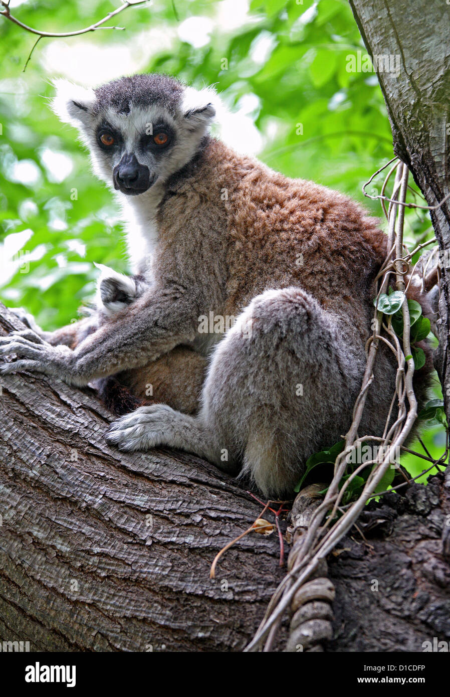 Ring tailed Lemur, Lemur catta, Lemuridae, Primates. Anja Community ...