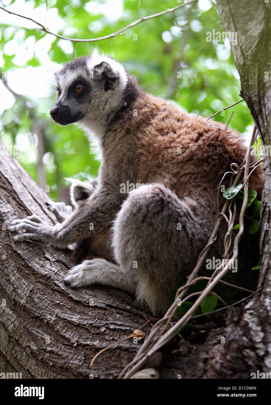 Ring tailed Lemur, Lemur catta, Lemuridae, Primates. Anja Community ...