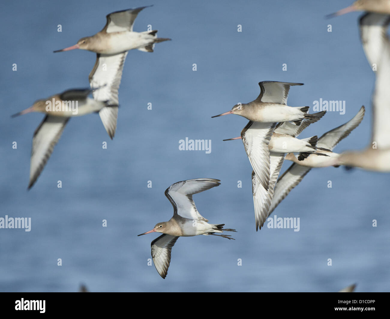 Black-tailed Godwit in flight Stock Photo - Alamy