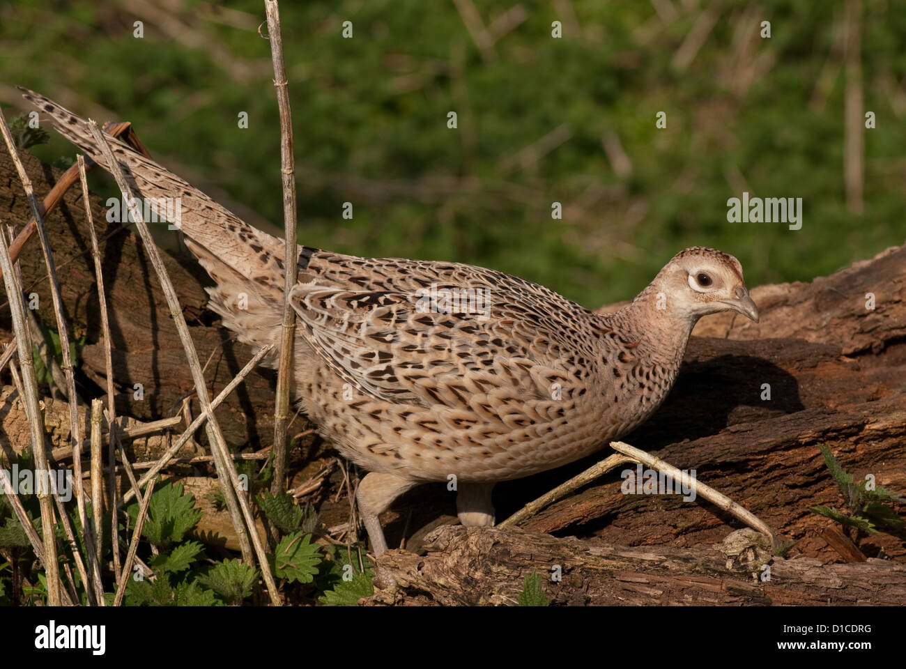 Hen pheasant hi-res stock photography and images - Alamy