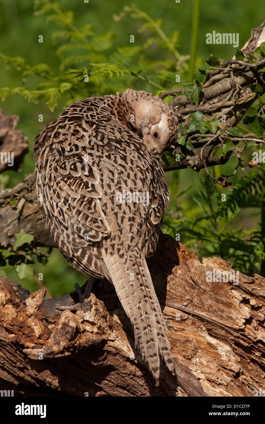 Hen pheasant hi-res stock photography and images - Alamy