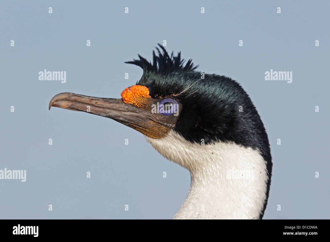 Imperial cormorant hi-res stock photography and images - Alamy
