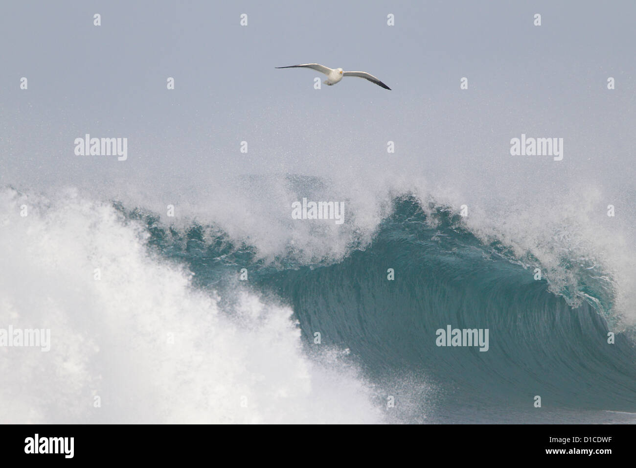 Kelp Gull flying above large breaking wave on Sea Lion Island Stock ...