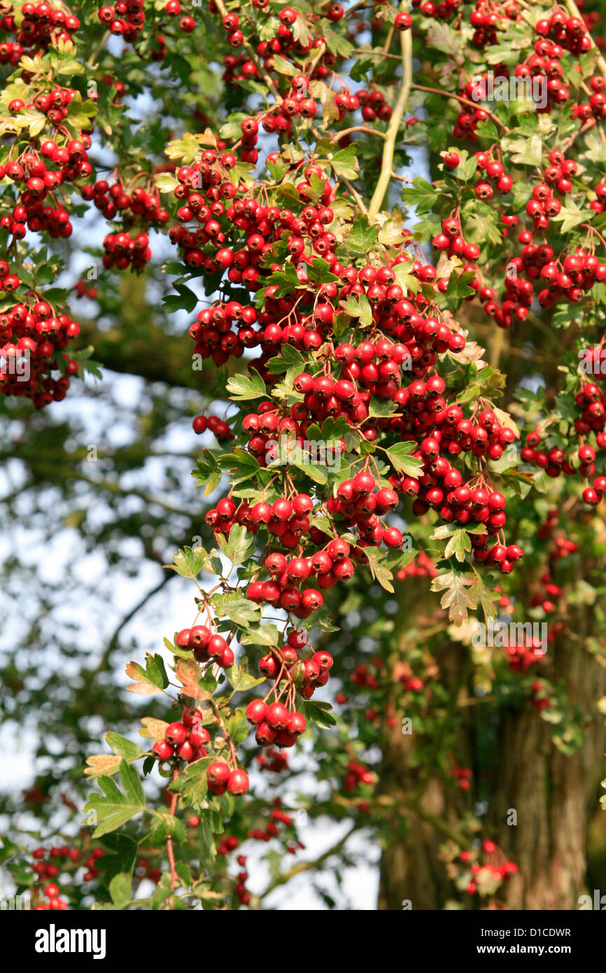 Autumn Hawthorn berries Kinver Staffordshire England UK Stock Photo - Alamy