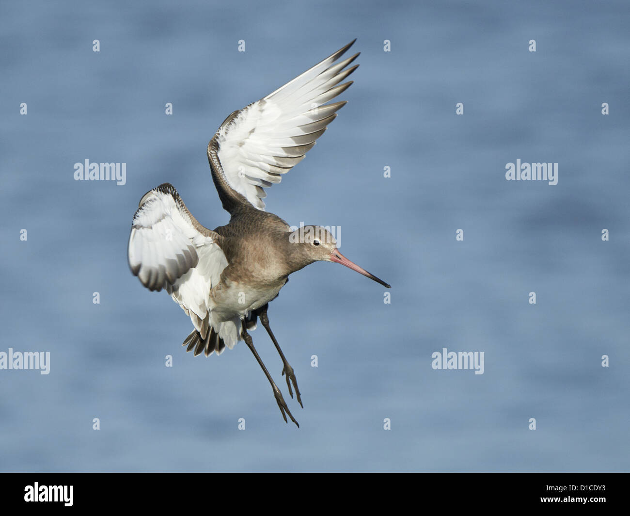 Black-tailed Godwit in flight Stock Photo - Alamy