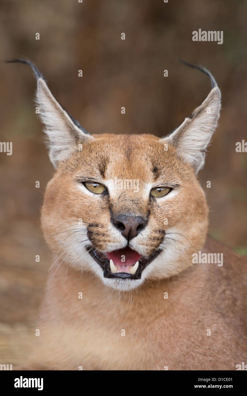 Caracal hi-res stock photography and images - Alamy