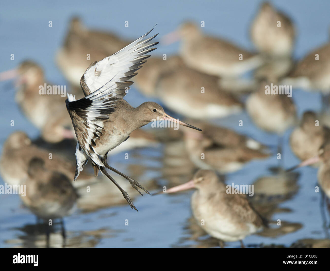 Black-tailed Godwit in flight Stock Photo - Alamy