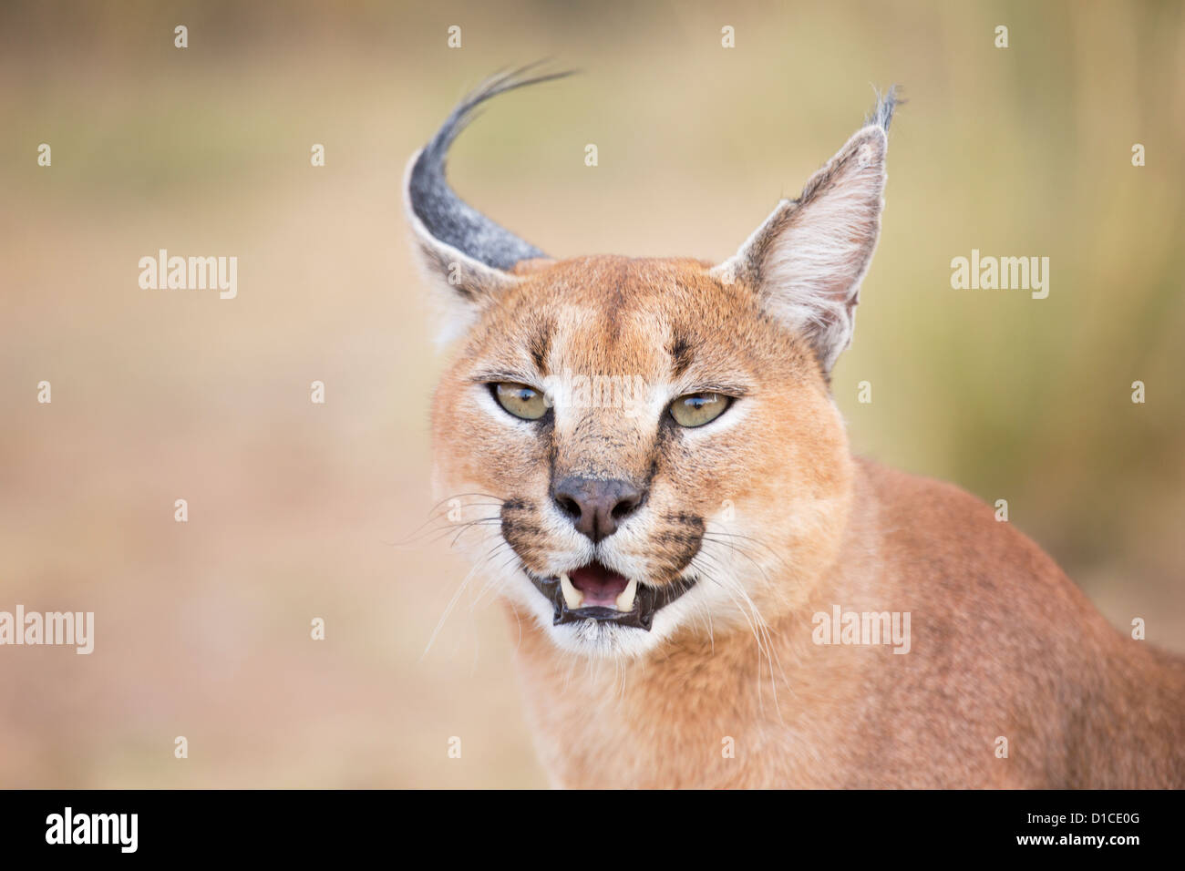 Portrait of a male caracal Stock Photo - Alamy