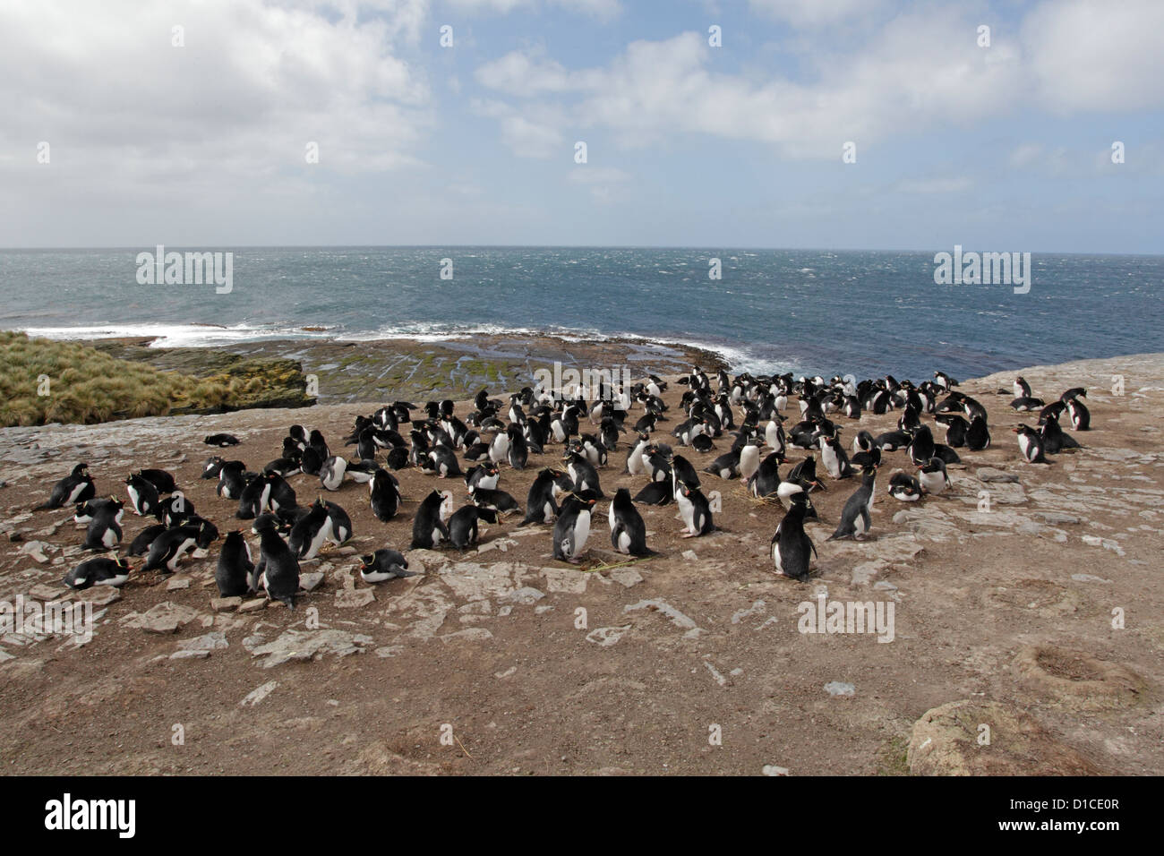 Colony of Rockhopper Penguins on Sea Lion Island Stock Photo - Alamy