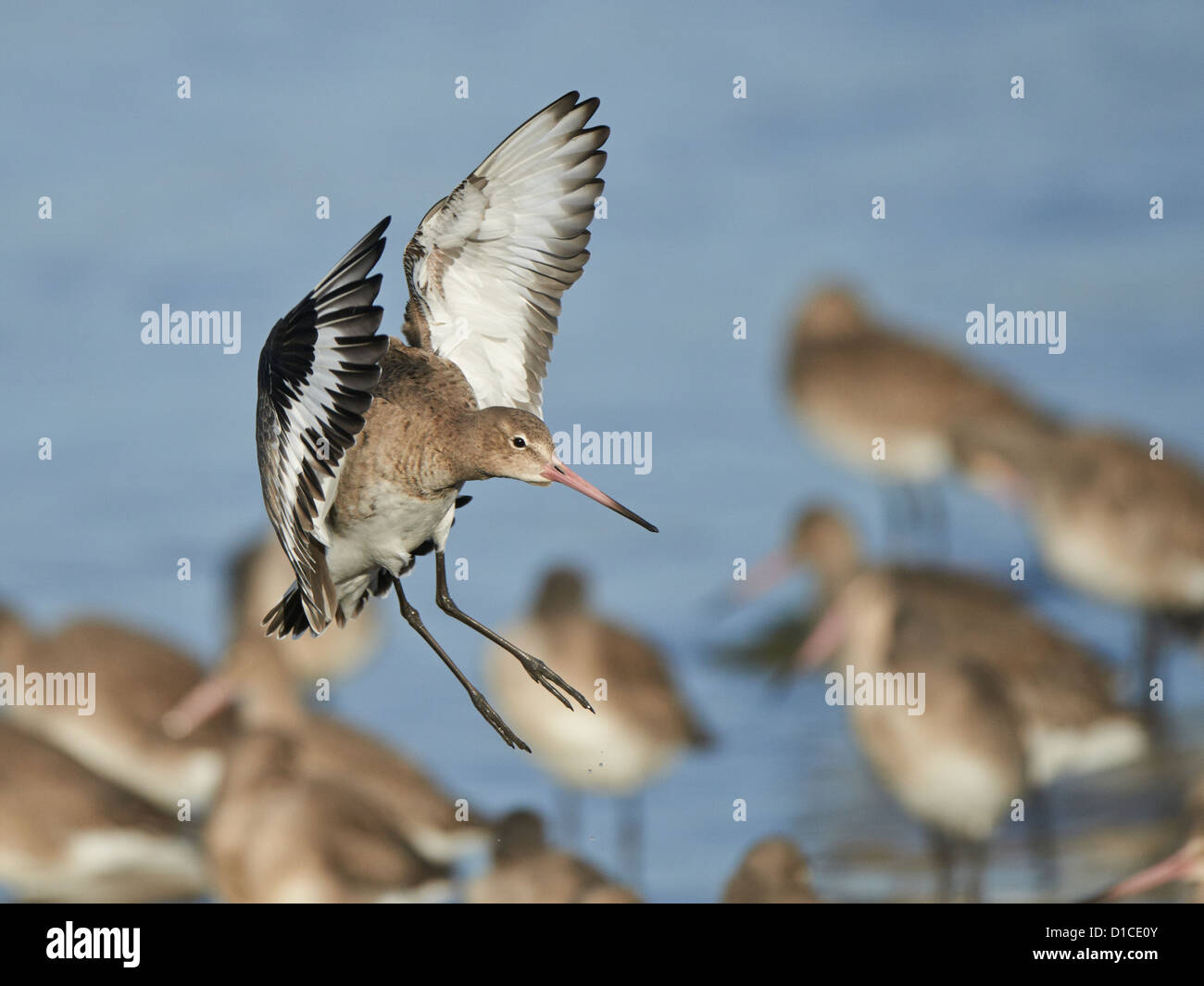 Black-tailed Godwit in flight Stock Photo - Alamy