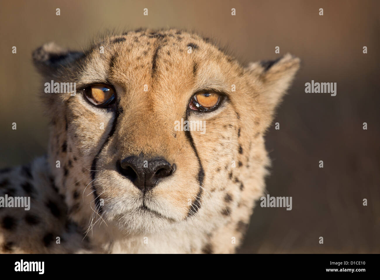 Cheetah head close up hi-res stock photography and images - Alamy