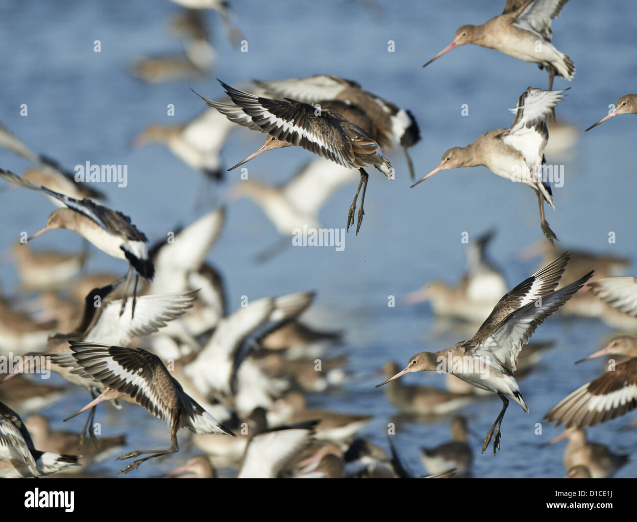 Black-tailed Godwit in flight Stock Photo - Alamy