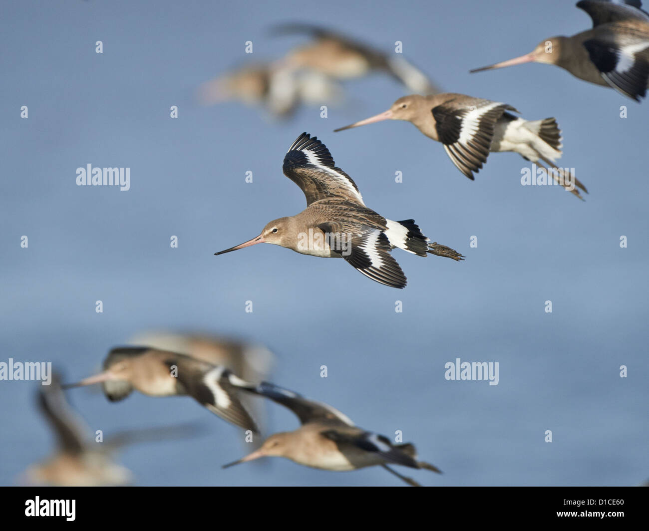 Black-tailed Godwit in flight Stock Photo - Alamy