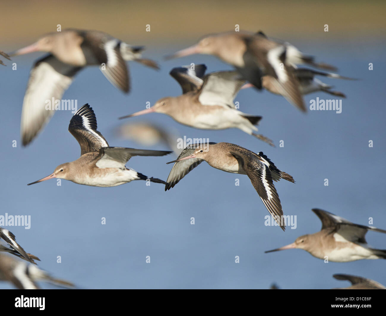 Black-tailed Godwit in flight Stock Photo - Alamy