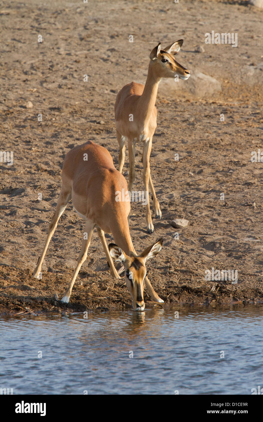 Black faced impala hi-res stock photography and images - Alamy