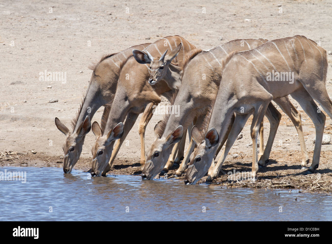 Namibian waterhole hi-res stock photography and images - Alamy