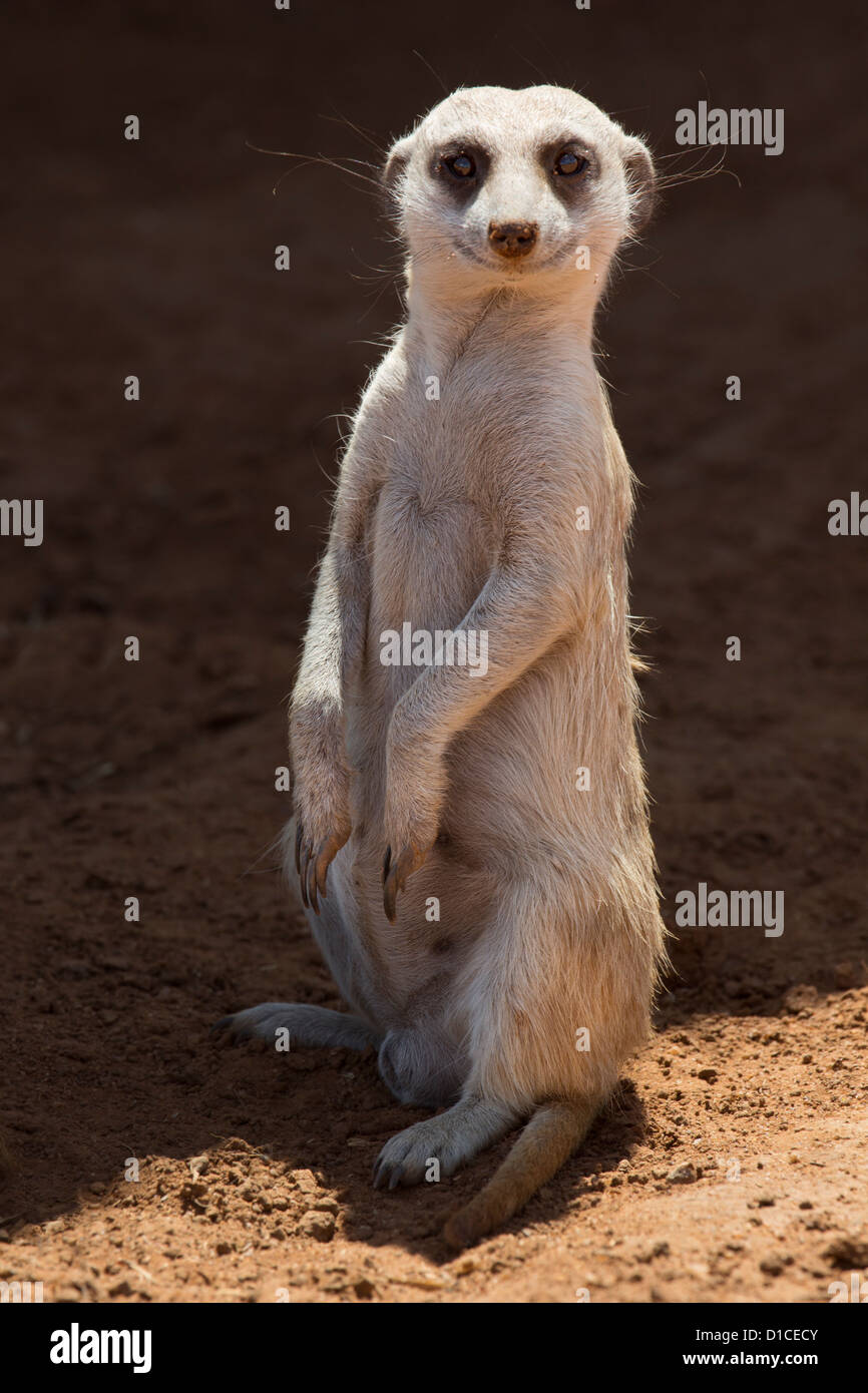 Grey meerkat hi-res stock photography and images - Alamy