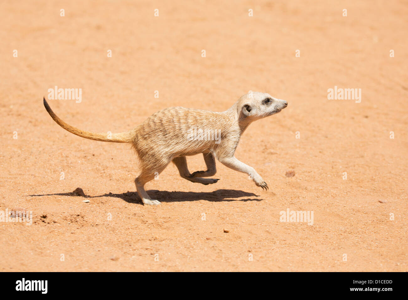 Grey meerkat hi-res stock photography and images - Alamy