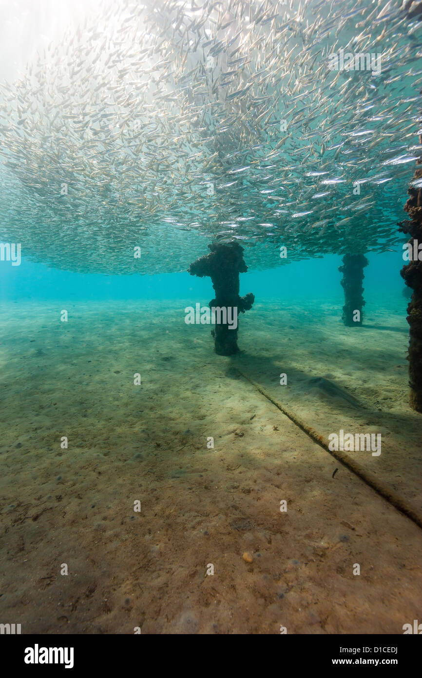 Sunbeams illuminate a shoal of silverside baitfish as they swirl around ...