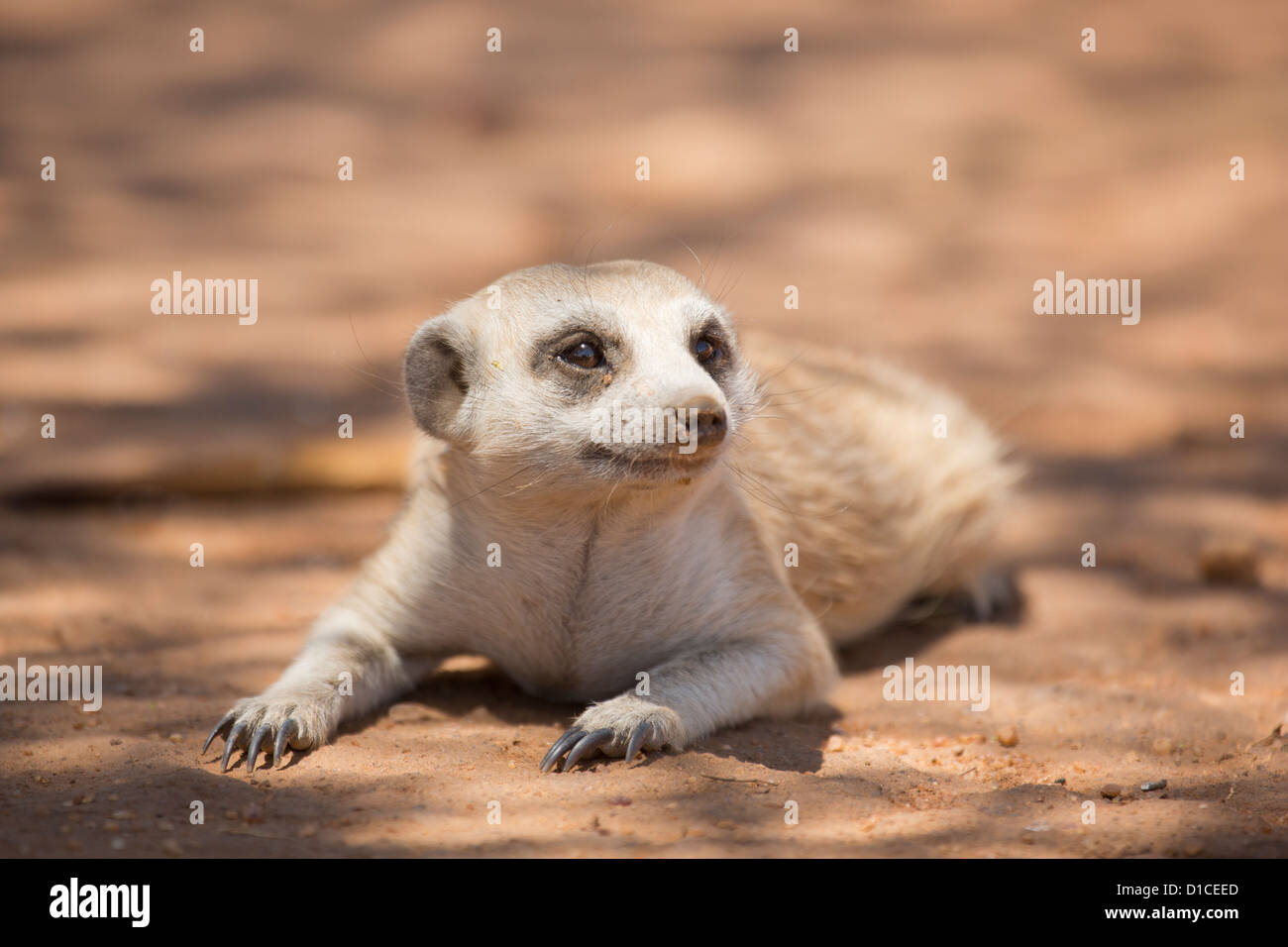 Meerkat hi-res stock photography and images - Alamy