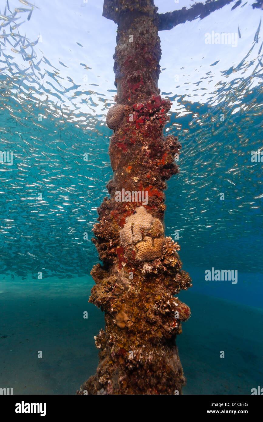 Fish shoal circle hi-res stock photography and images - Alamy