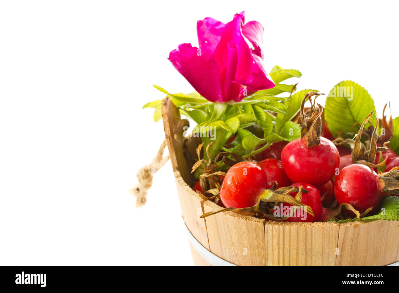 Fruits of eglantine rose hi-res stock photography and images - Alamy