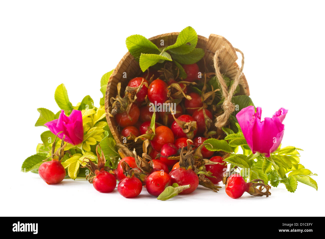 White flowers wild rose Cut Out Stock Images & Pictures - Alamy