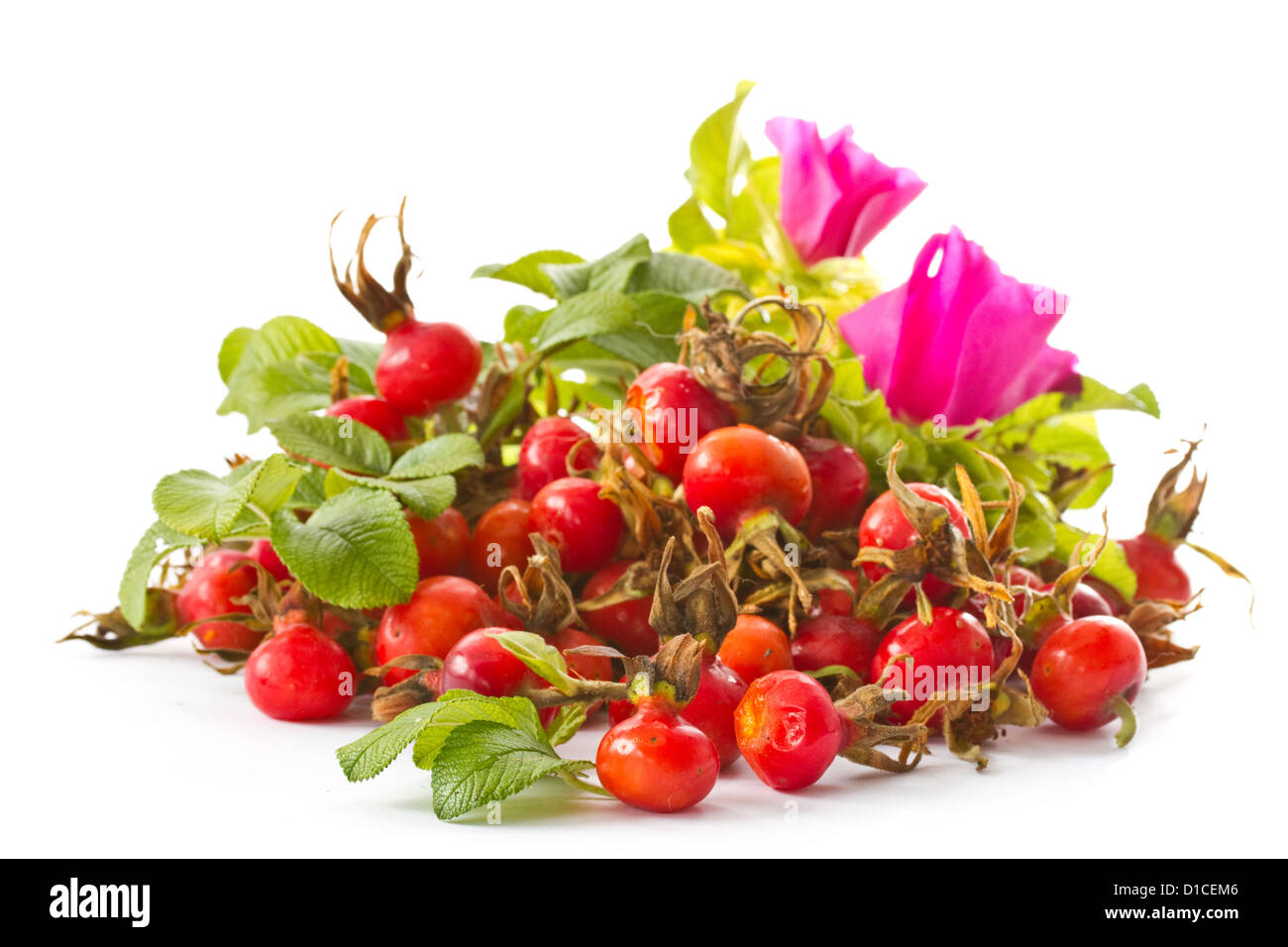 fruits and flowers of wild rose Stock Photo - Alamy