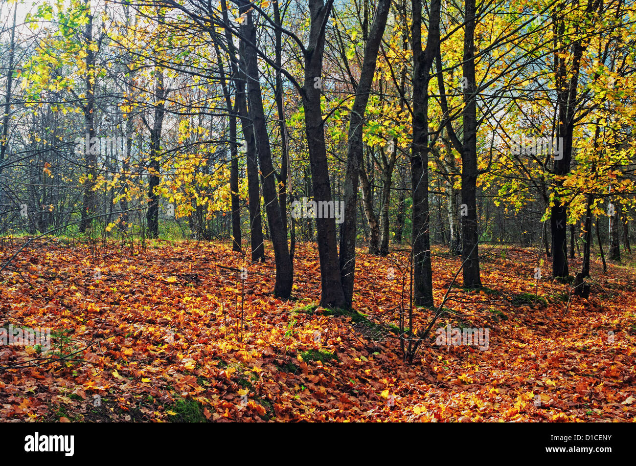 Autumn gold forest Stock Photo - Alamy