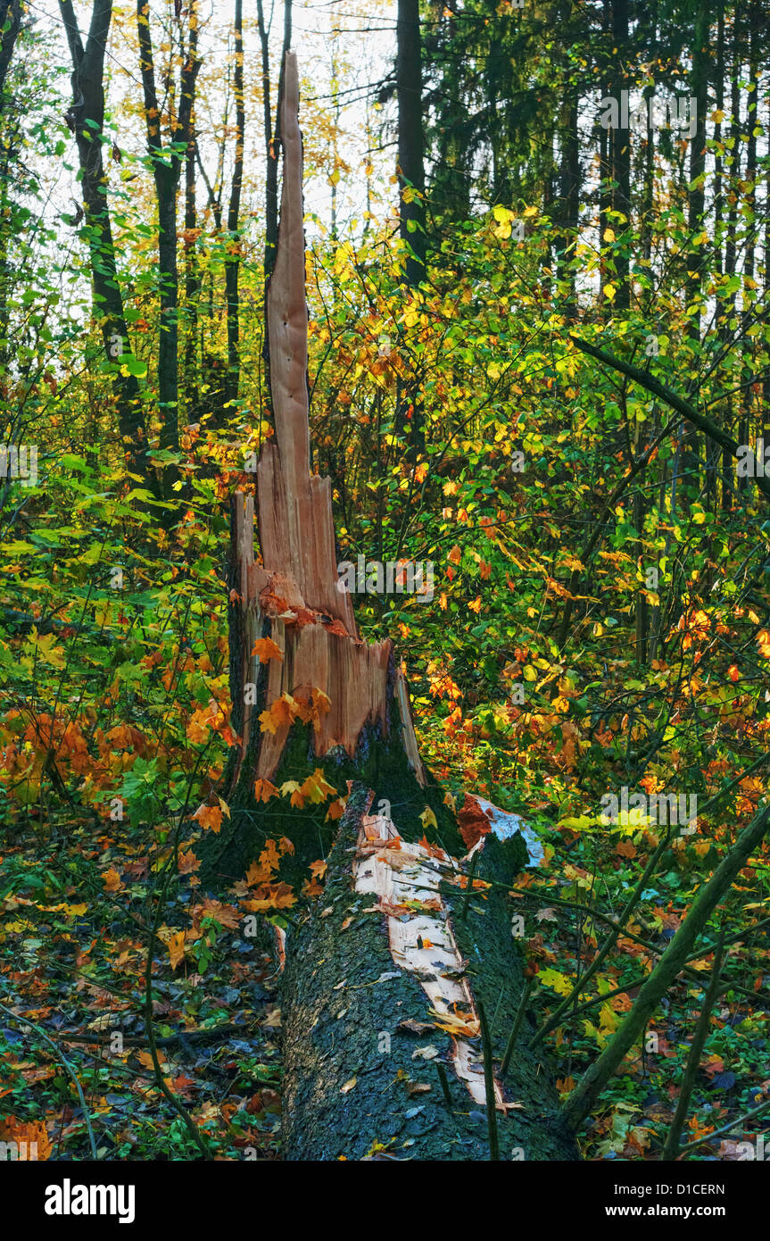 Autumn wood. Broken tree Stock Photo - Alamy