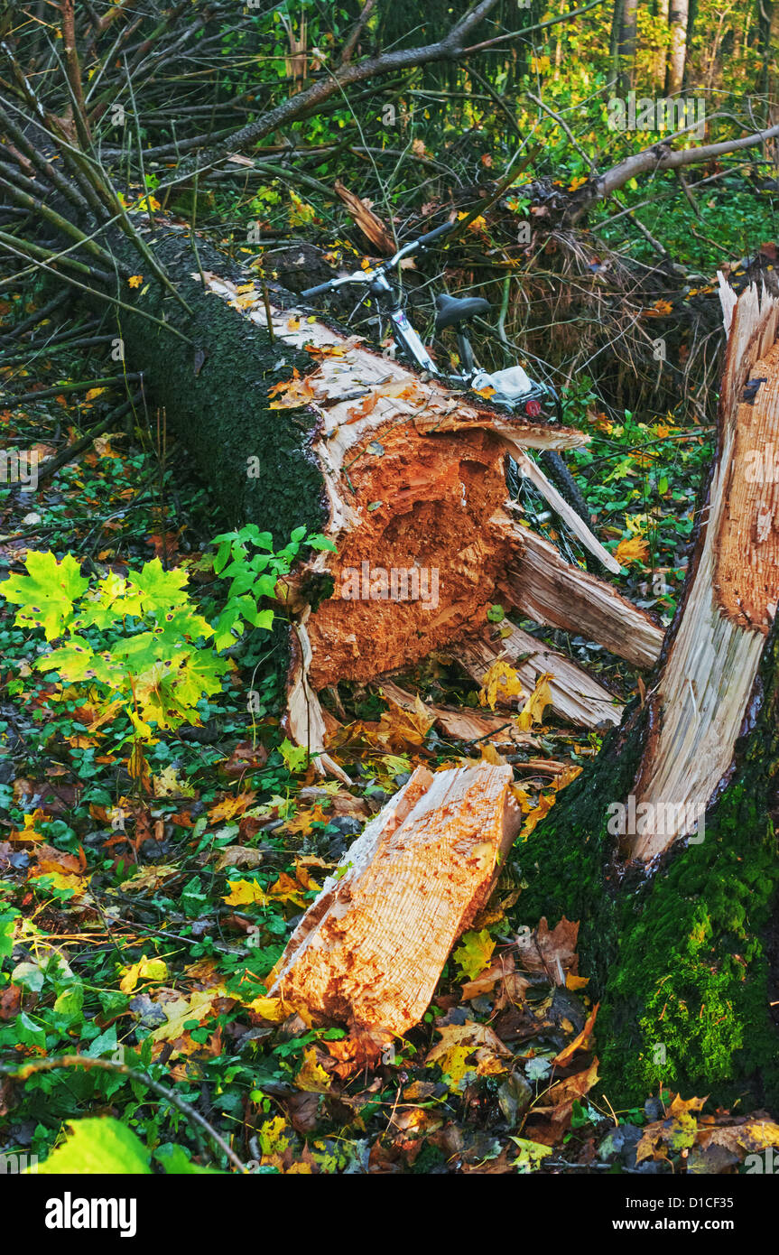 Autumn wood. Broken tree Stock Photo - Alamy