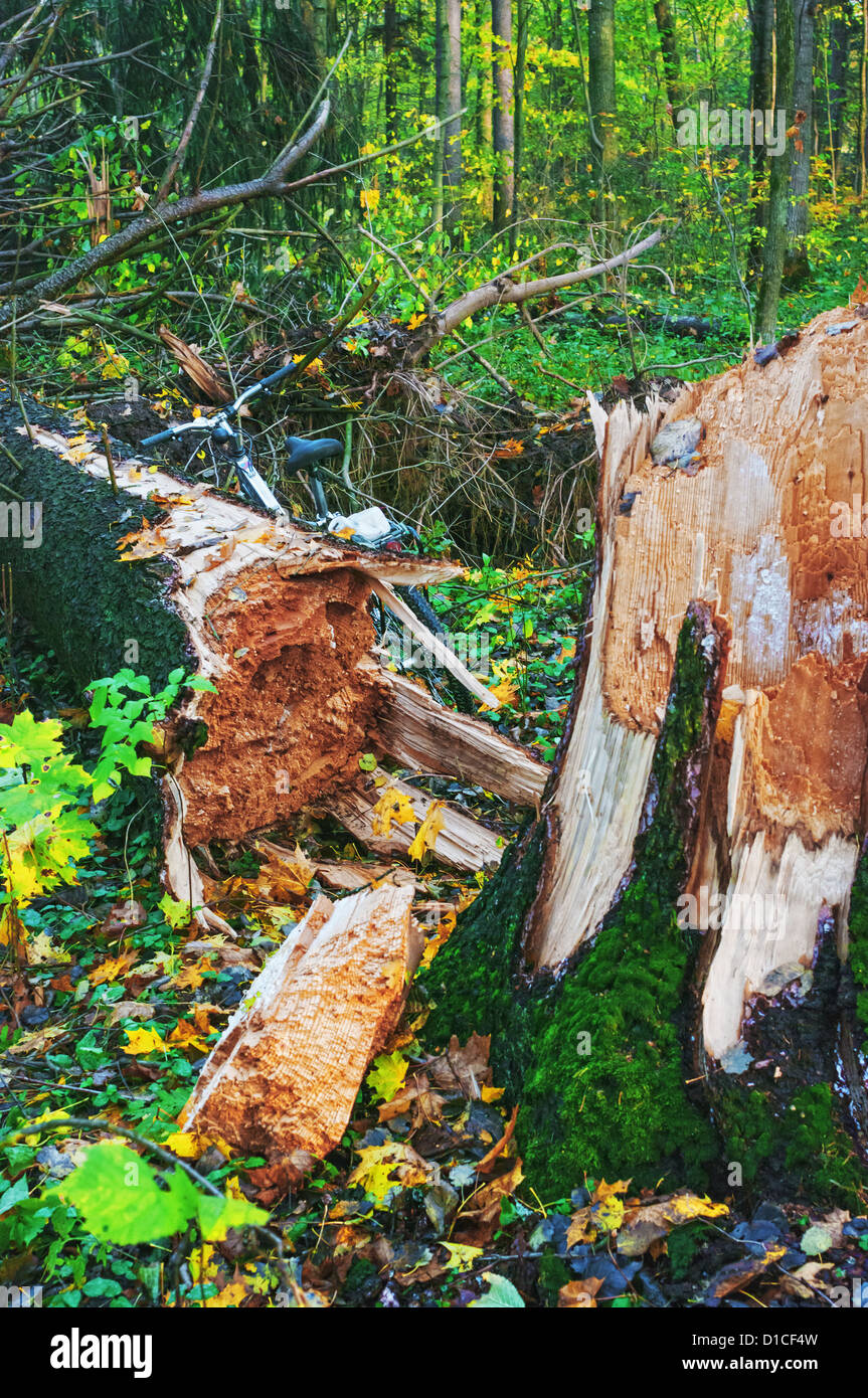 Autumn wood. Broken tree Stock Photo - Alamy