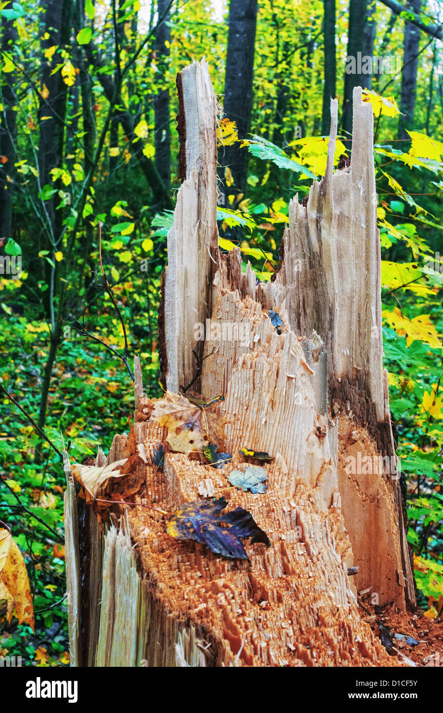 Autumn wood. Stub of the broken tree Stock Photo - Alamy