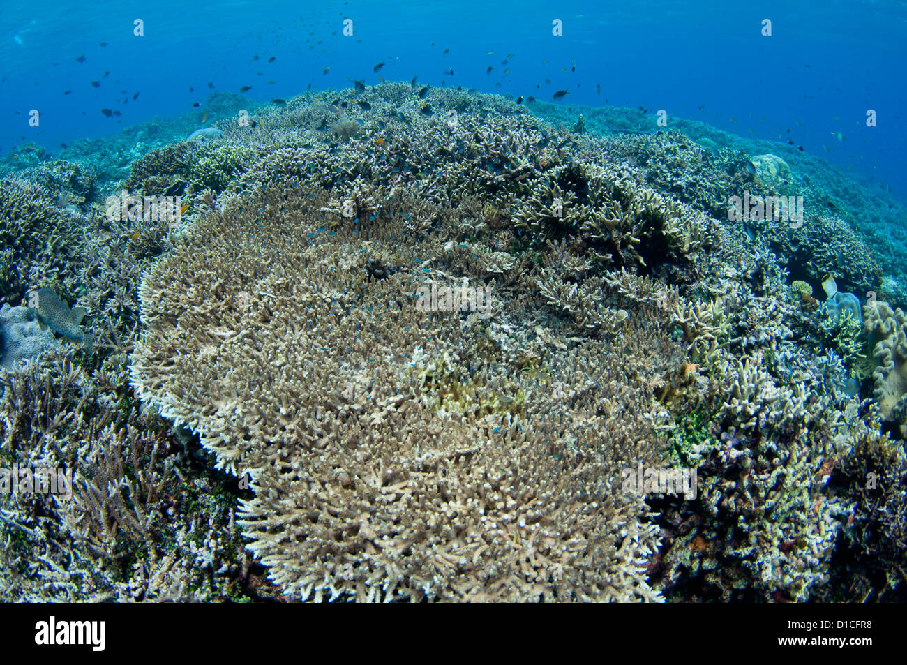 A hard coral garden with a variety of different hard corals including ...