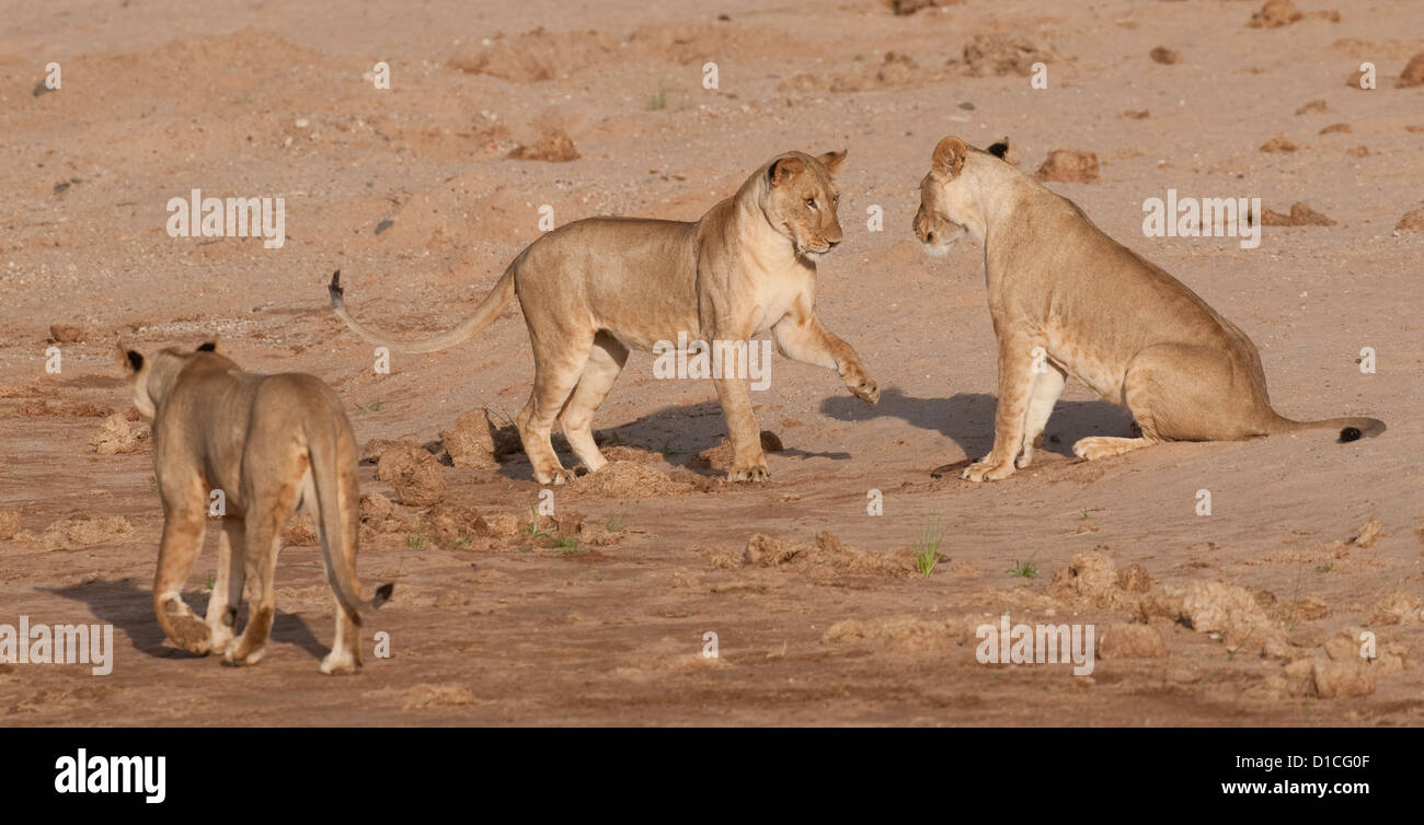 Three Lions Stock Photos & Three Lions Stock Images - Alamy