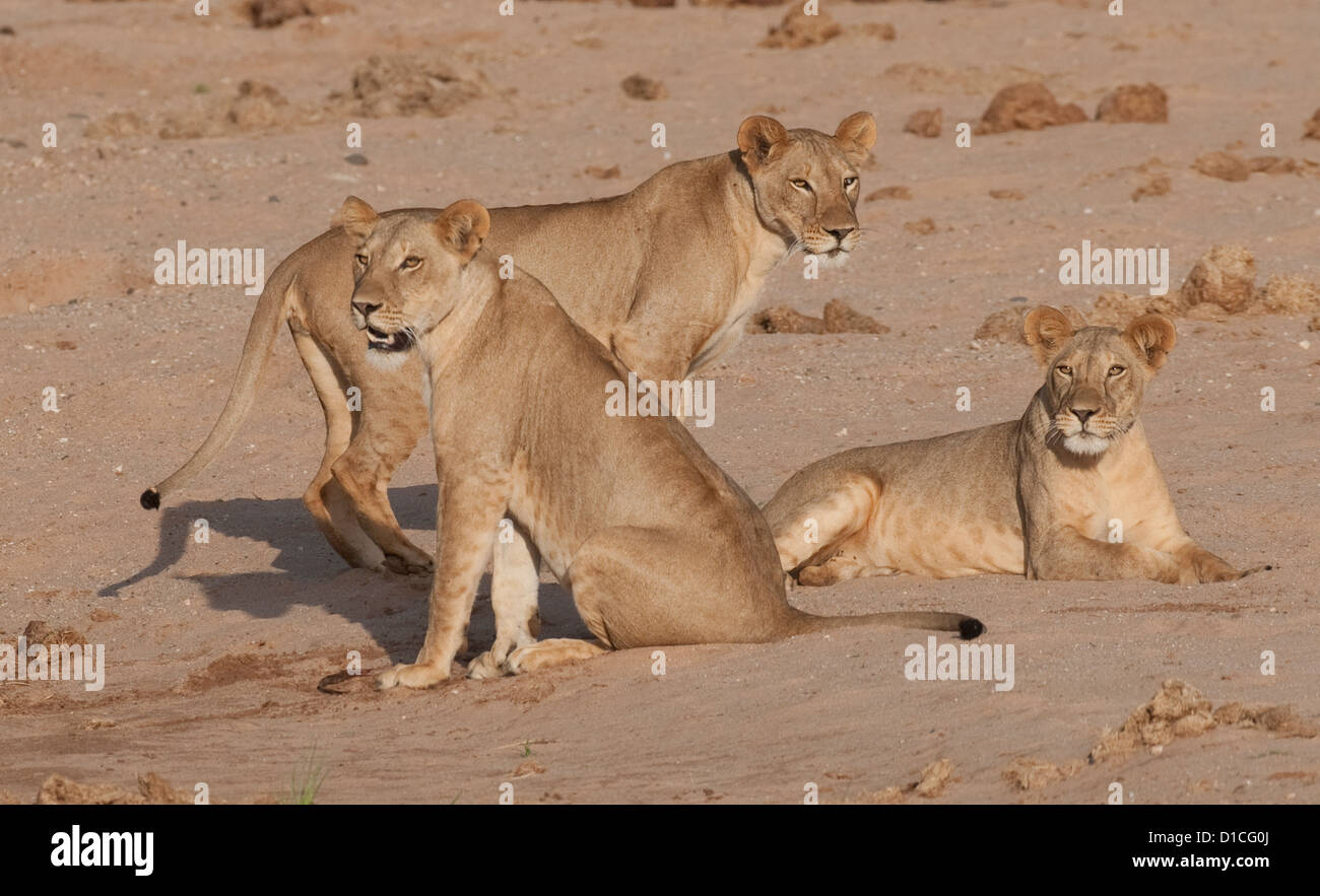Three Lions High Resolution Stock Photography and Images - Alamy