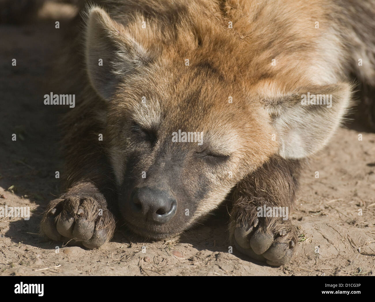 Spotted hyena crocuta crocuta hyena pup masai mara kenya africa hi-res ...