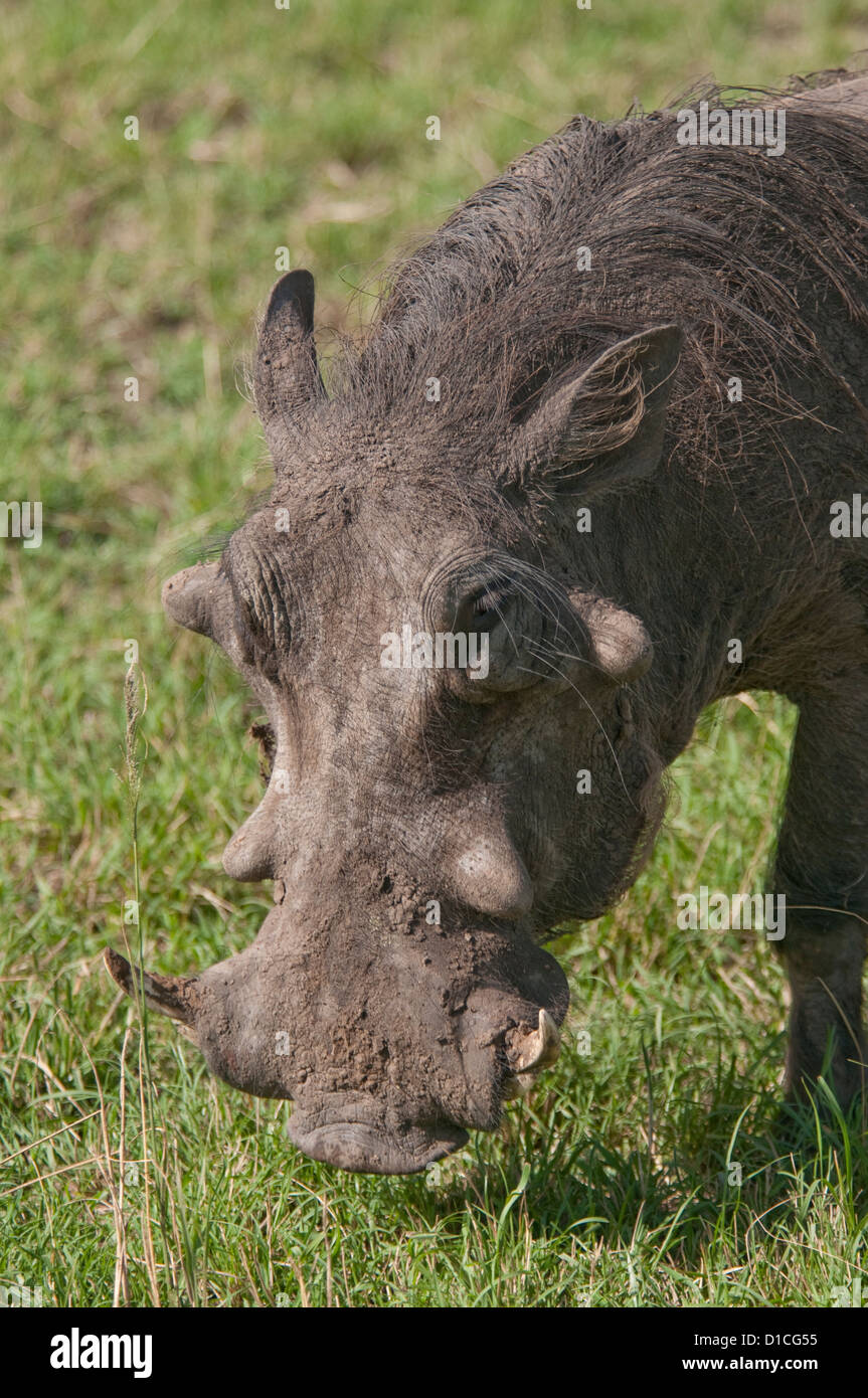Male warthog-head shot Stock Photo - Alamy