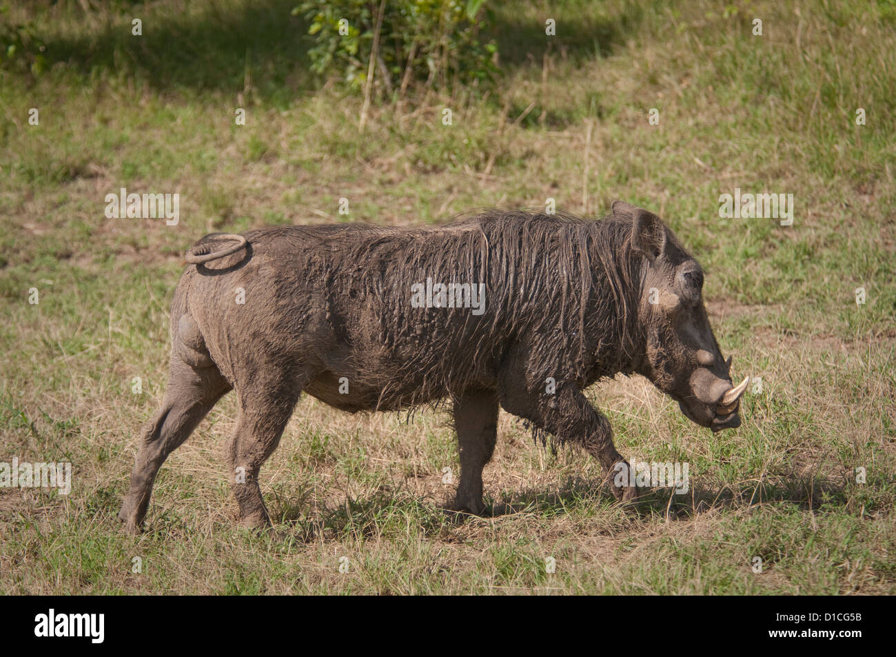 Muddy male warthog walking hi-res stock photography and images - Alamy