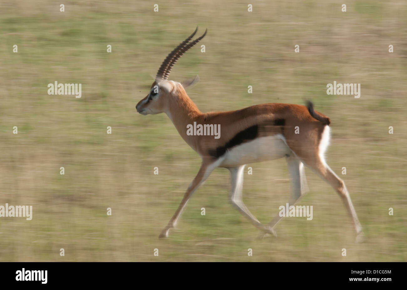 Male Thomson's gazelle running Stock Photo - Alamy