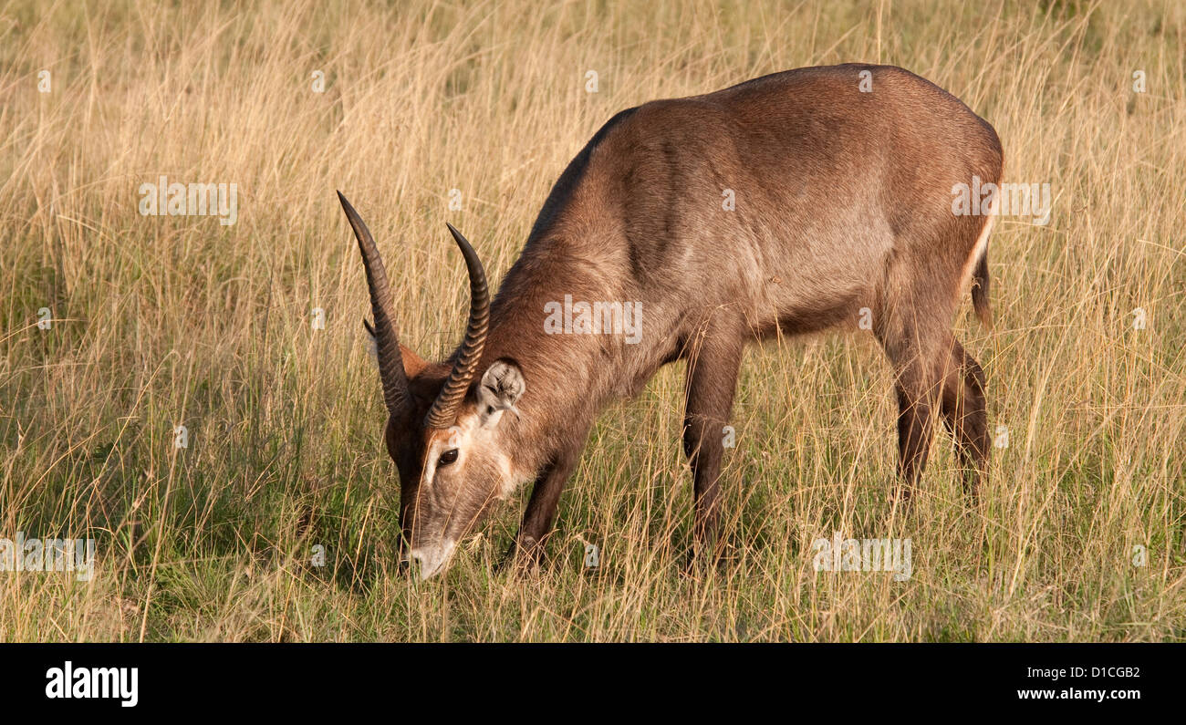 Male waterbuck grazing Stock Photo - Alamy