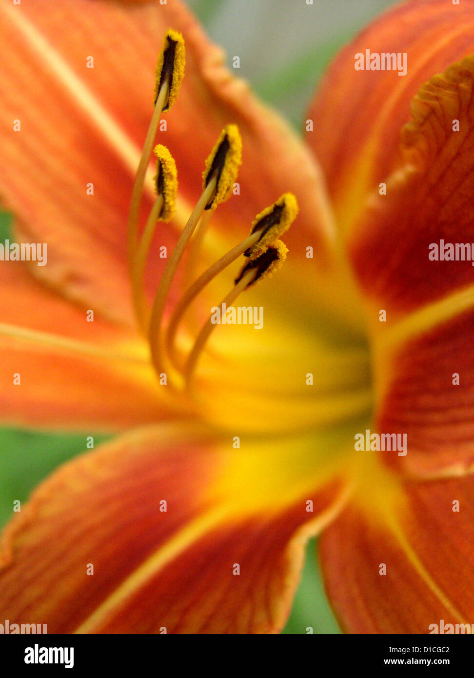 Close-up of a Daylily Day Lilly (Hemerocallis) with stamens. ©mak Stock ...