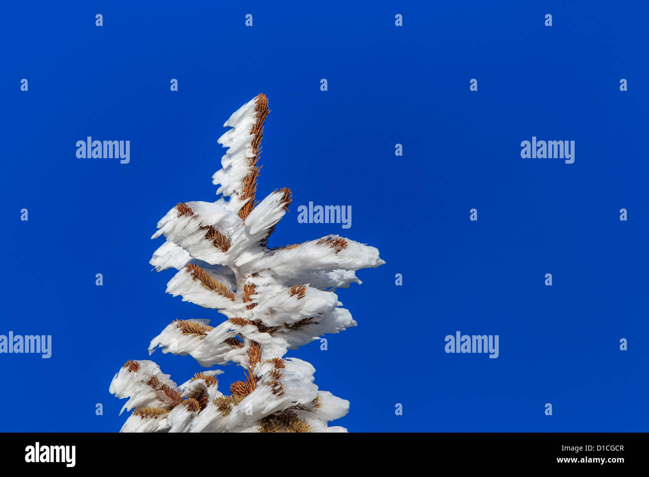 pins with snow Stock Photo - Alamy