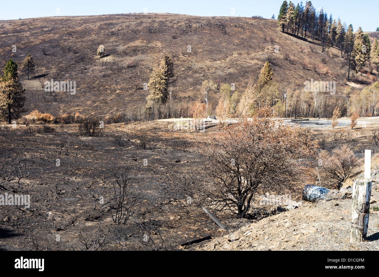 Burnt grass and trees in the aftermath of a wild fire Stock Photo - Alamy
