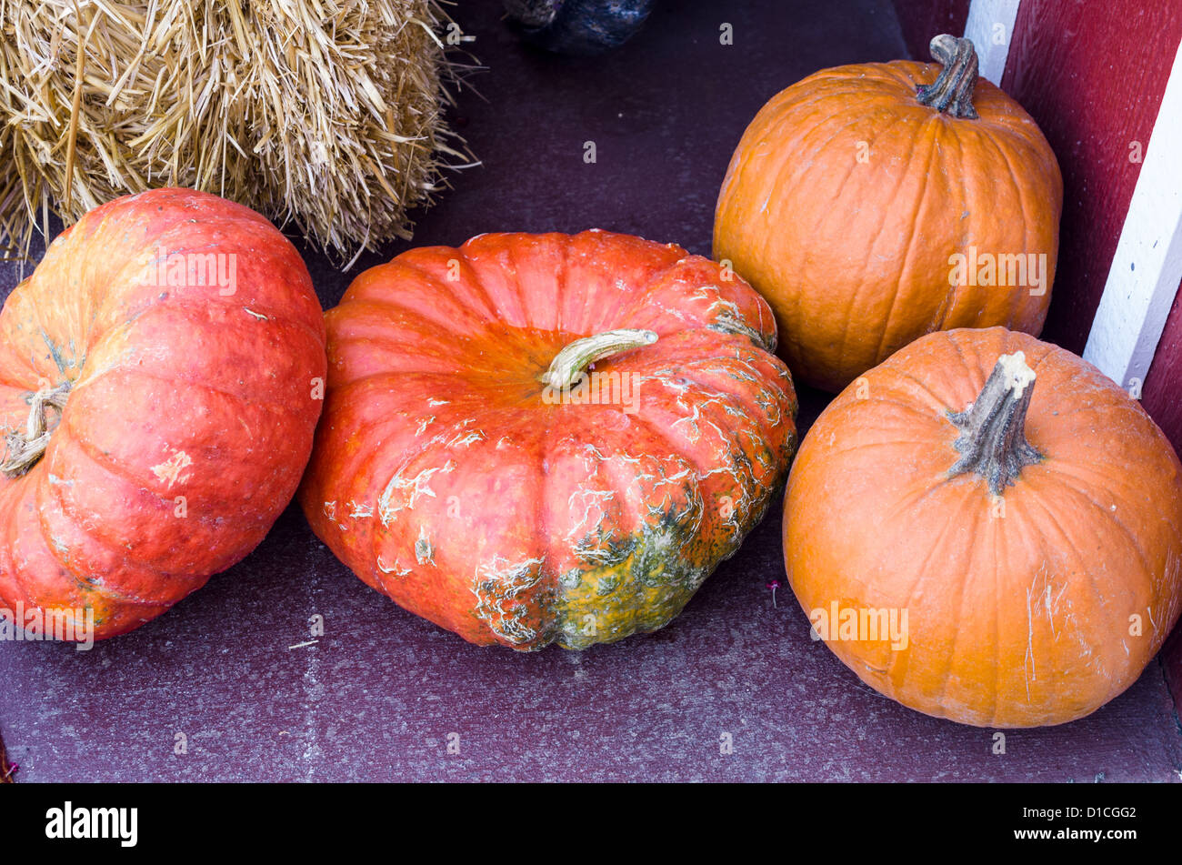 Pumpkins and orange hubbard squash on display Stock Photo - Alamy