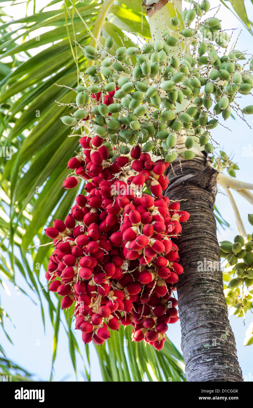 A date palm with a bunch of dates Stock Photo - Alamy