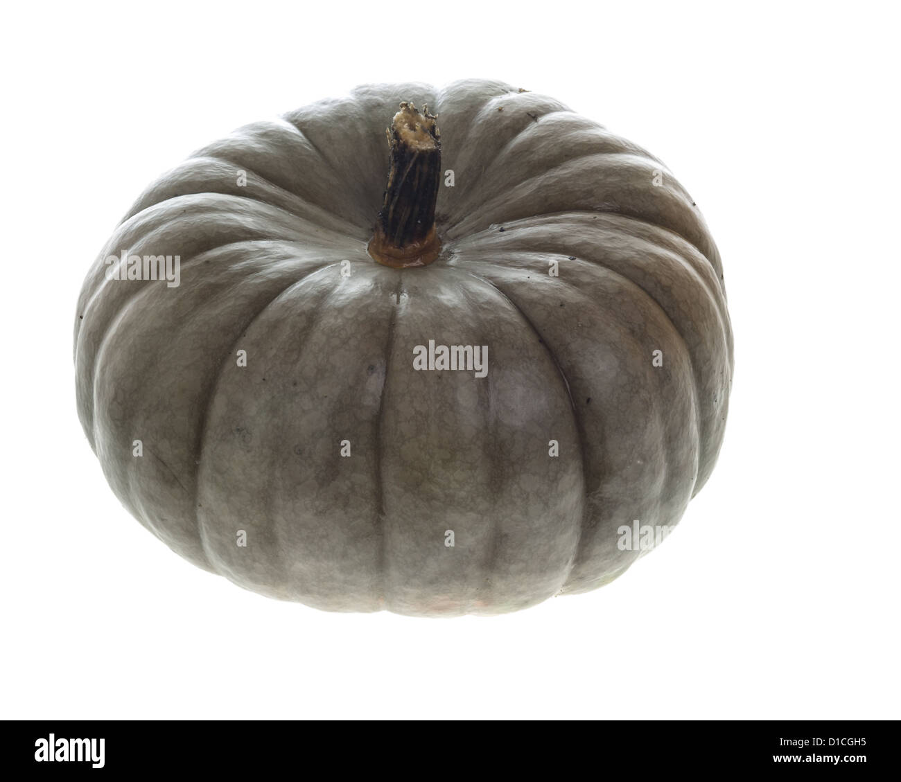 Gray winter squash or pumpkin isolated on white Stock Photo - Alamy