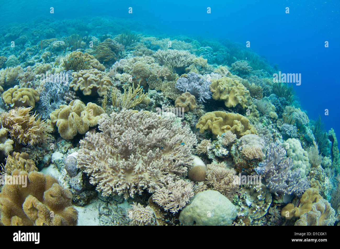 A hard coral garden with a variety of different hard corals including ...