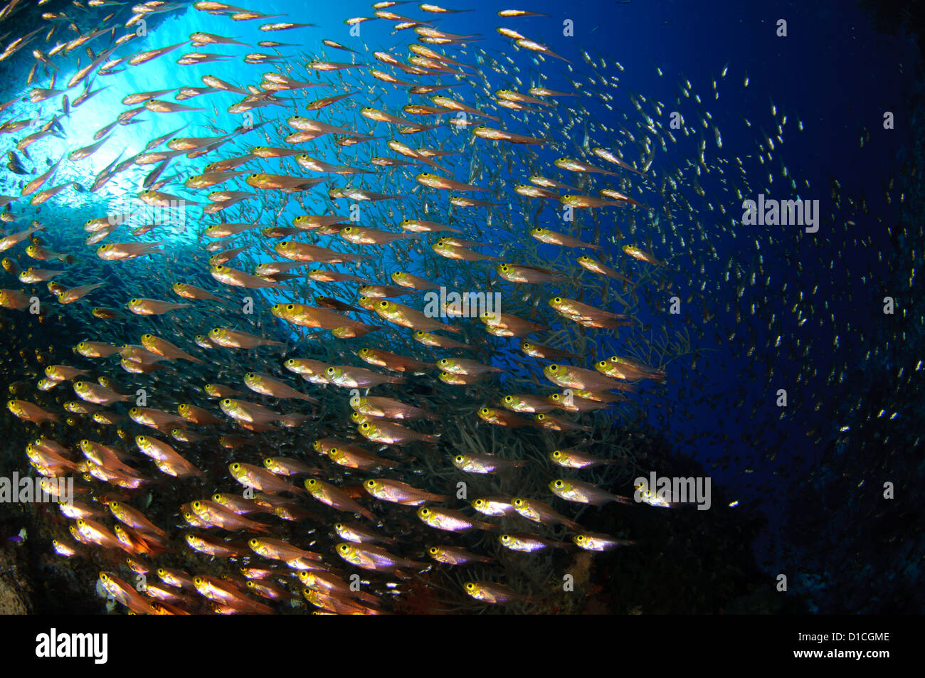A school of Golden sweepers, Parapriacanthus ransonneti, in a small ...